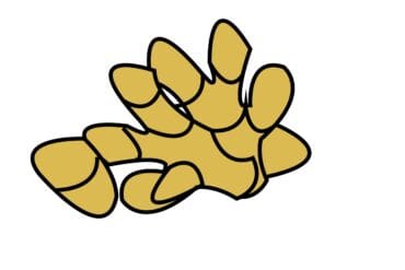 How to draw ginger - Trying drawing