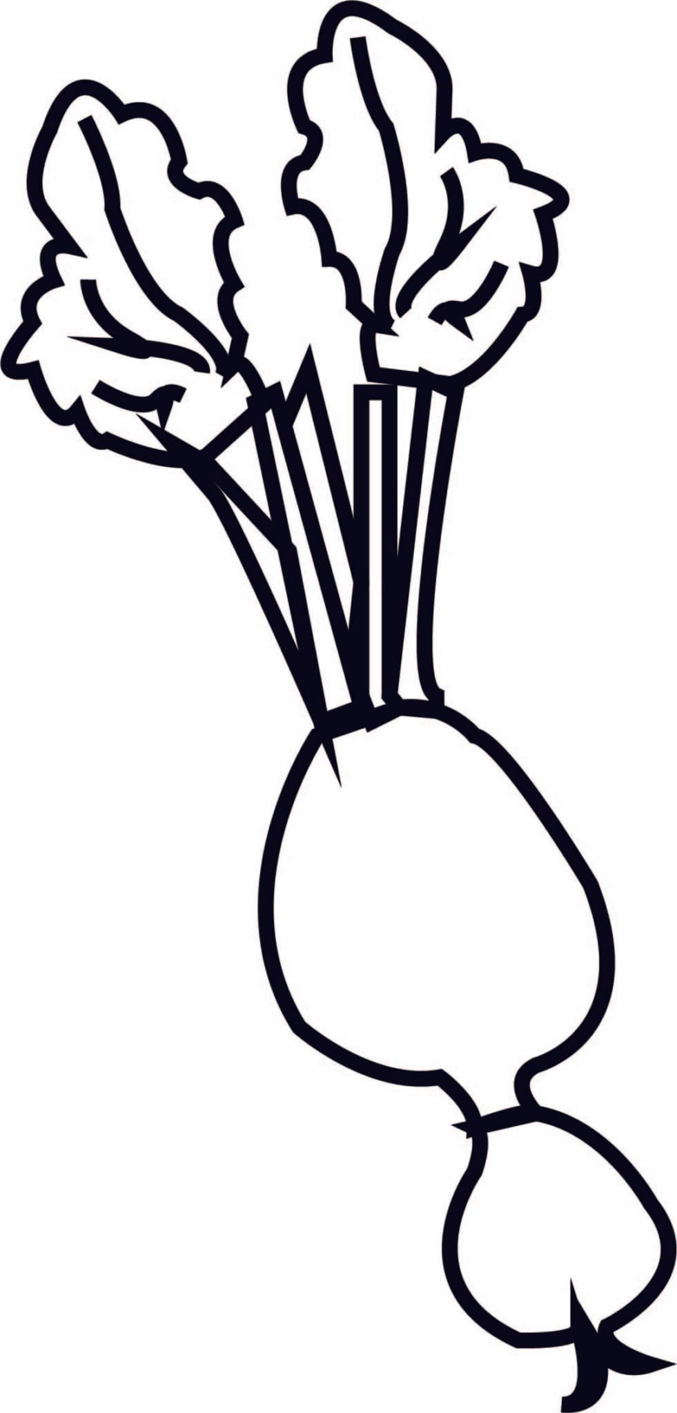 How to draw a Radish: Drawing Tips and Step-by-Step Guide - Trying drawing