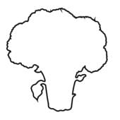 How to Draw a Broccoli: 6 Easy Steps Guide to Broccoli Drawing - Trying ...