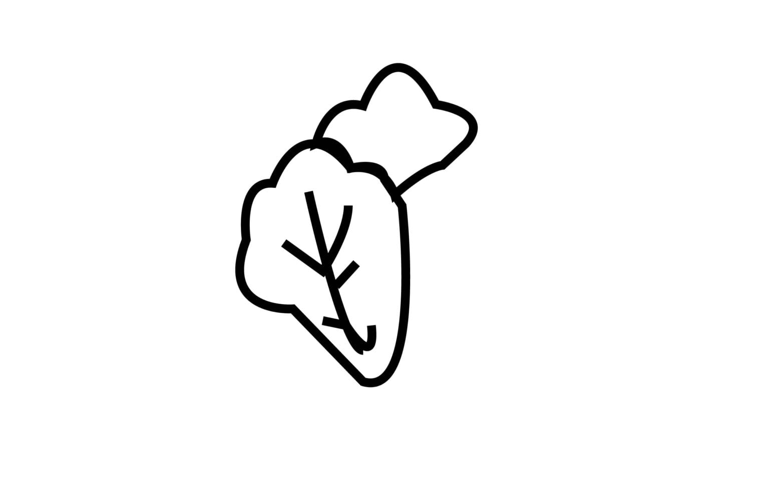 How to draw a Leafy Lettuce: A Detailed Tutorial - Trying drawing