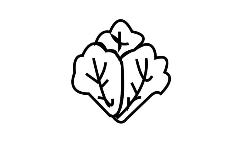 How to draw a Leafy Lettuce: A Detailed Tutorial - Trying drawing