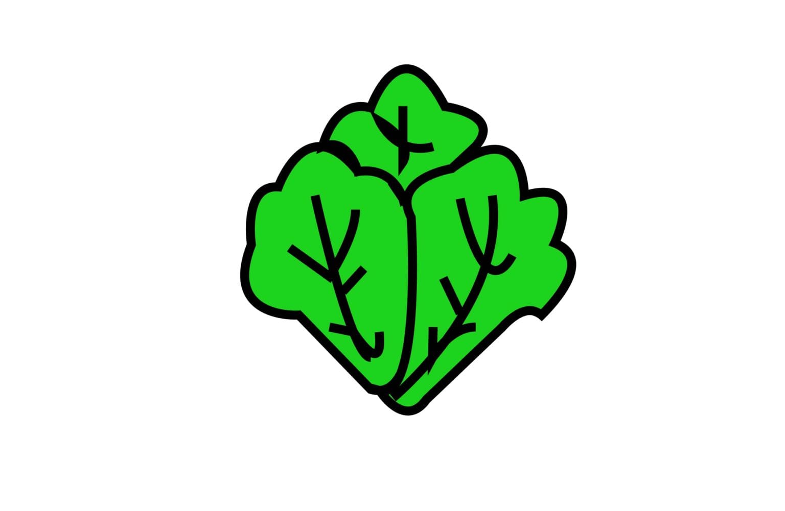 How to draw a Leafy Lettuce: A Detailed Tutorial - Trying drawing