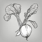 How to draw a Radish: Drawing Tips and Step-by-Step Guide - Trying drawing